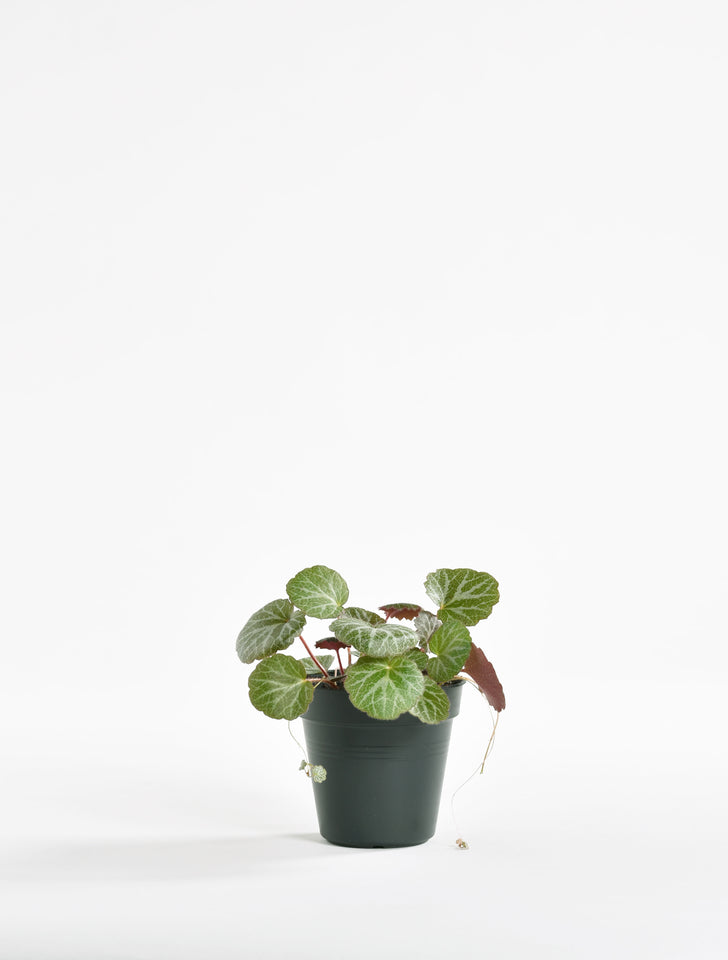 Strawberry Begonia – Flùr