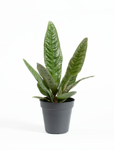Anthurium Superbum Flur