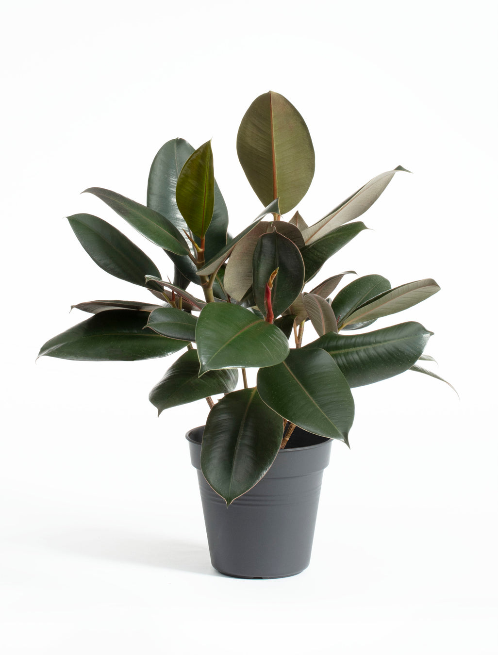 Ficus Elastica – Flùr