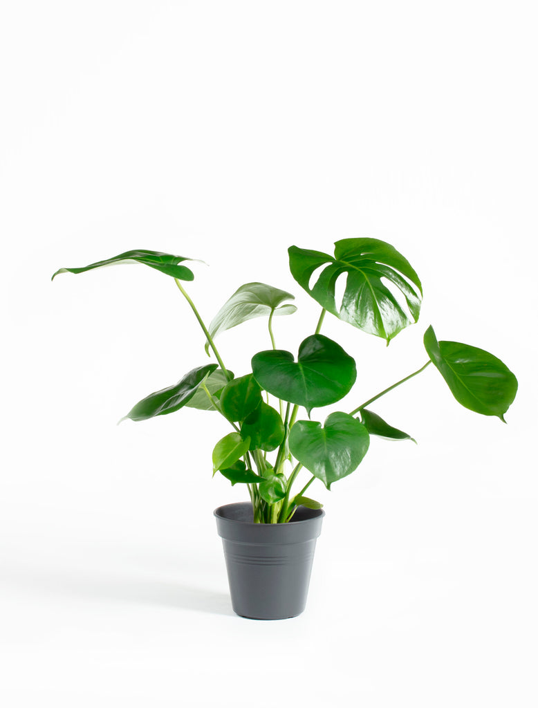 Monstera – Flùr