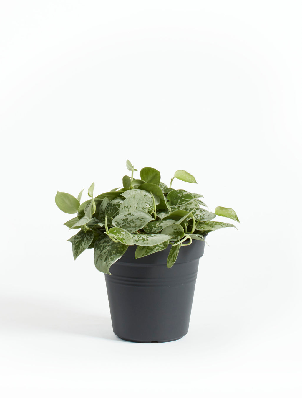 Scindapsus – Flùr