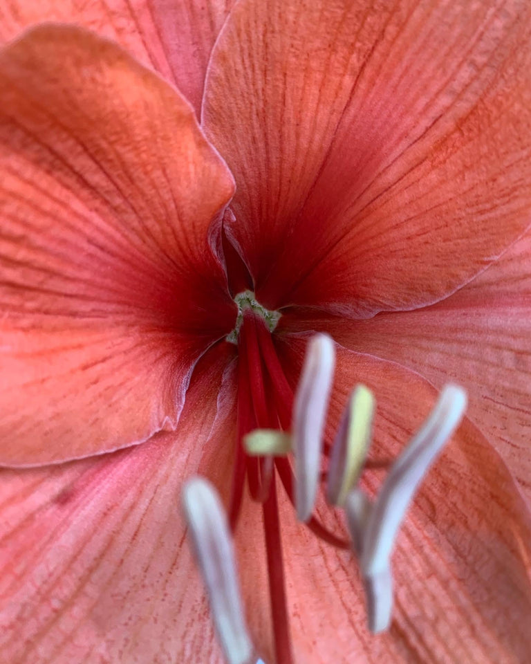 Flùr — Contemporary flowers, plants & decor for GTA delivery & pick up