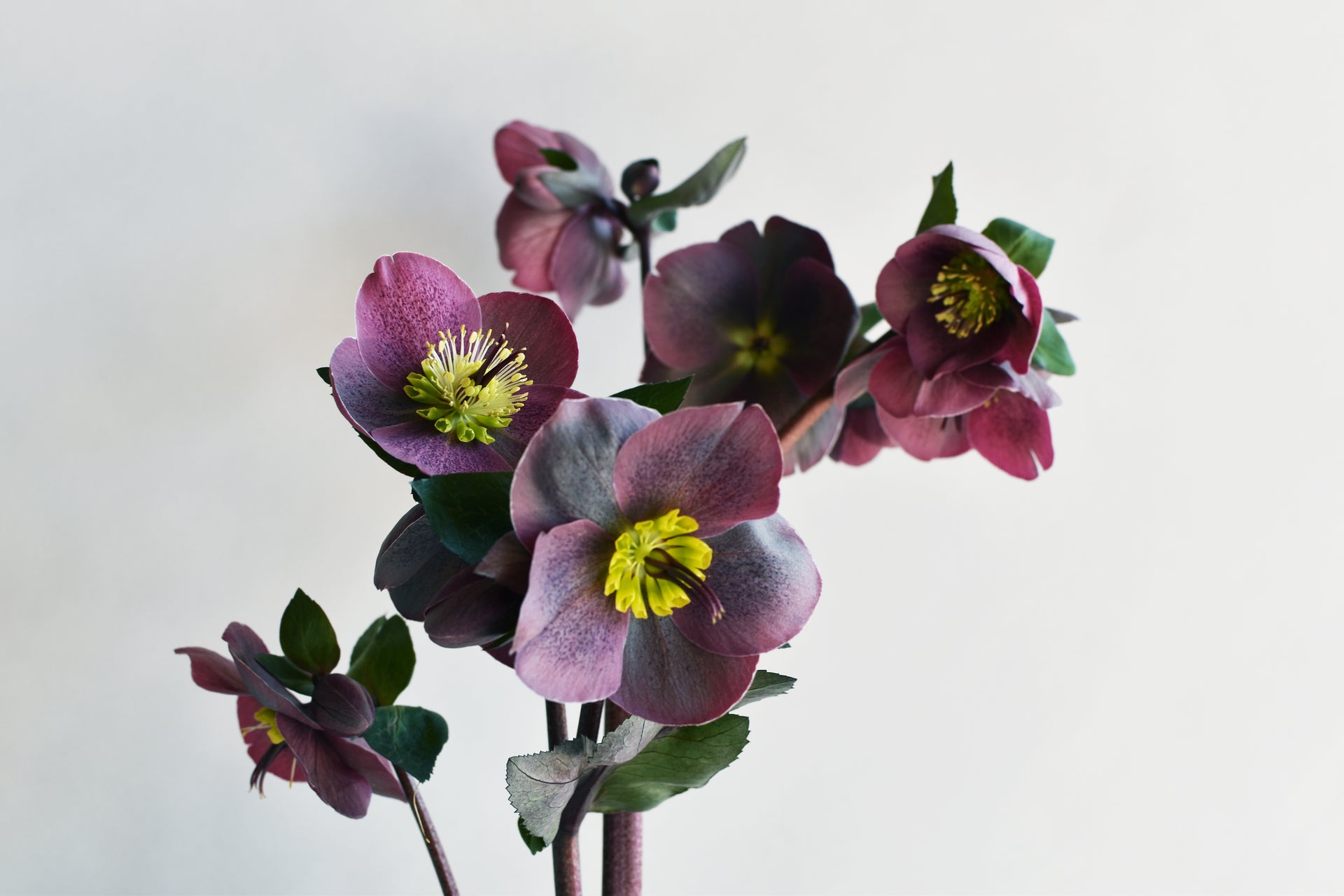 Flùr — Contemporary flowers, plants & decor for GTA delivery & pick up