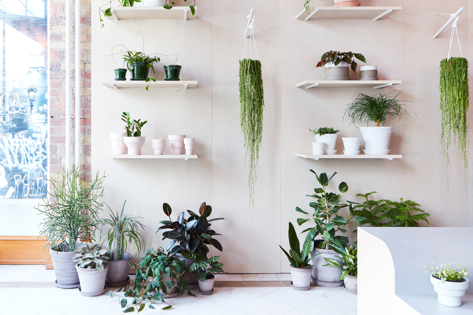 Flùr — Contemporary flowers, plants & decor for GTA delivery & pick up