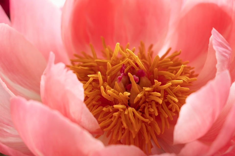 Flùr — Contemporary flowers, plants & decor for GTA delivery & pick up