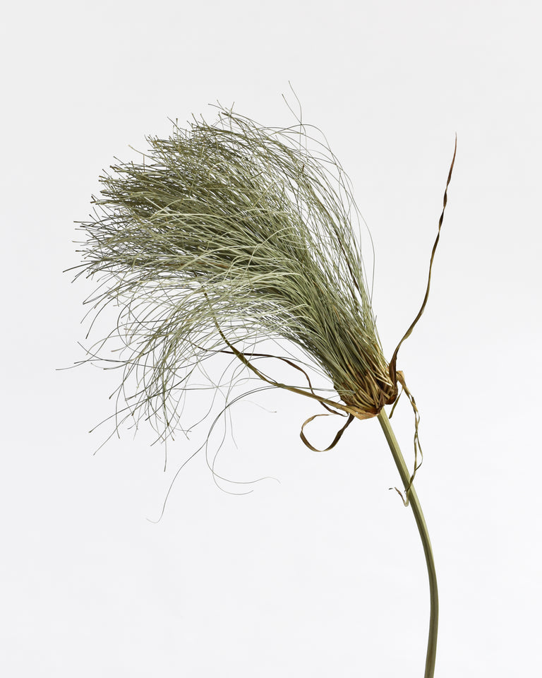 Dried Flowers – Flùr