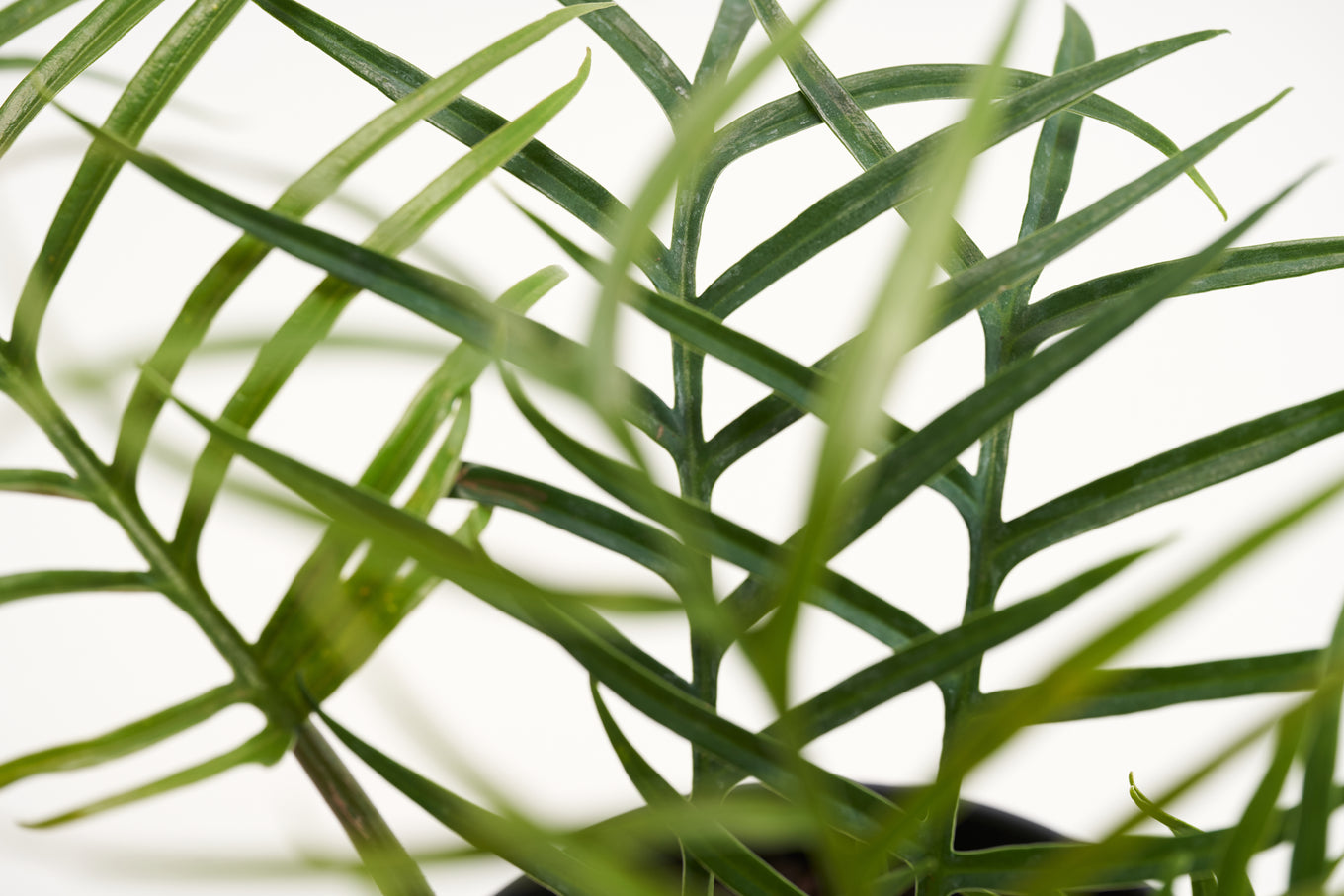 Flùr — Contemporary flowers, plants & decor for GTA delivery & pick up