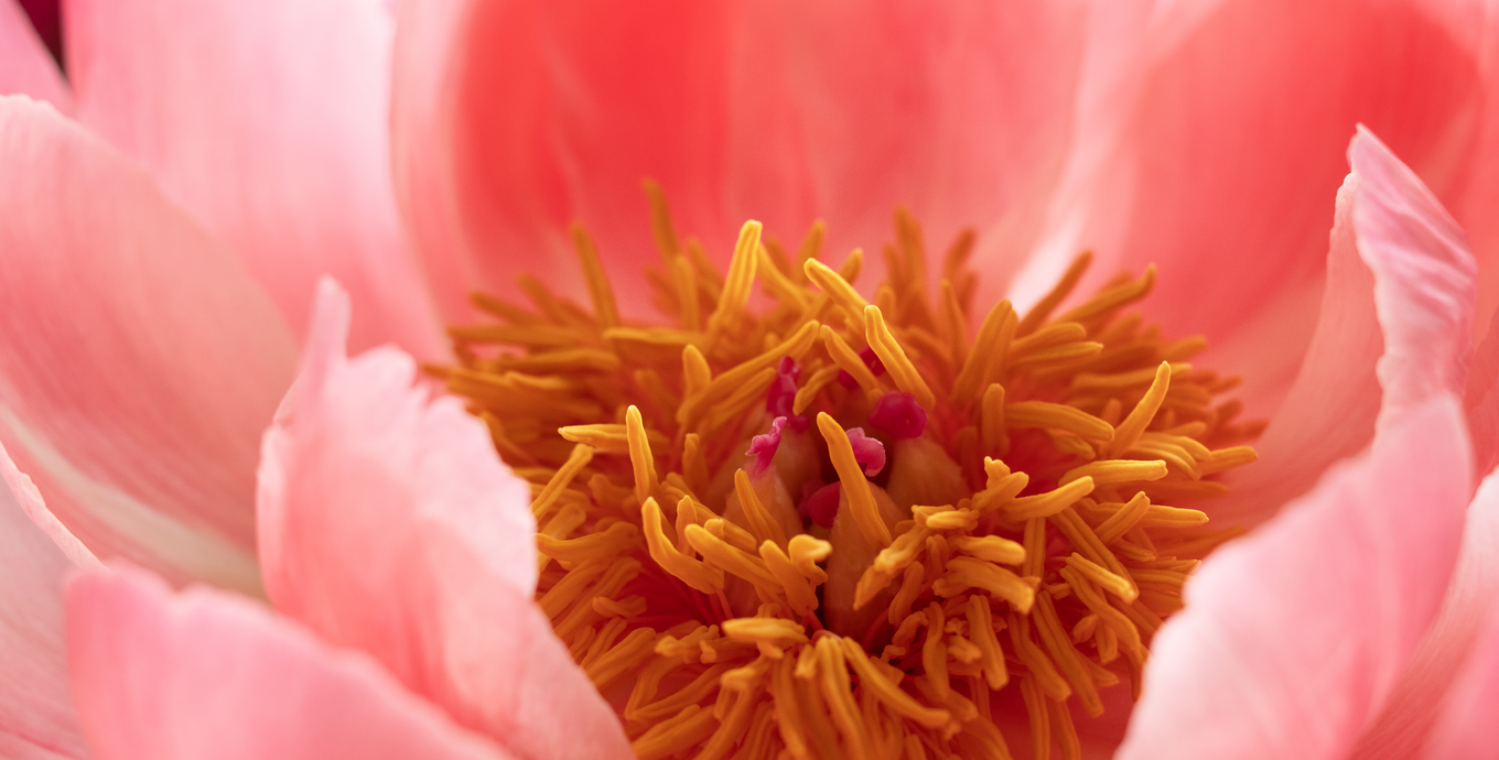 Flùr — Contemporary flowers, plants & decor for GTA delivery & pick up