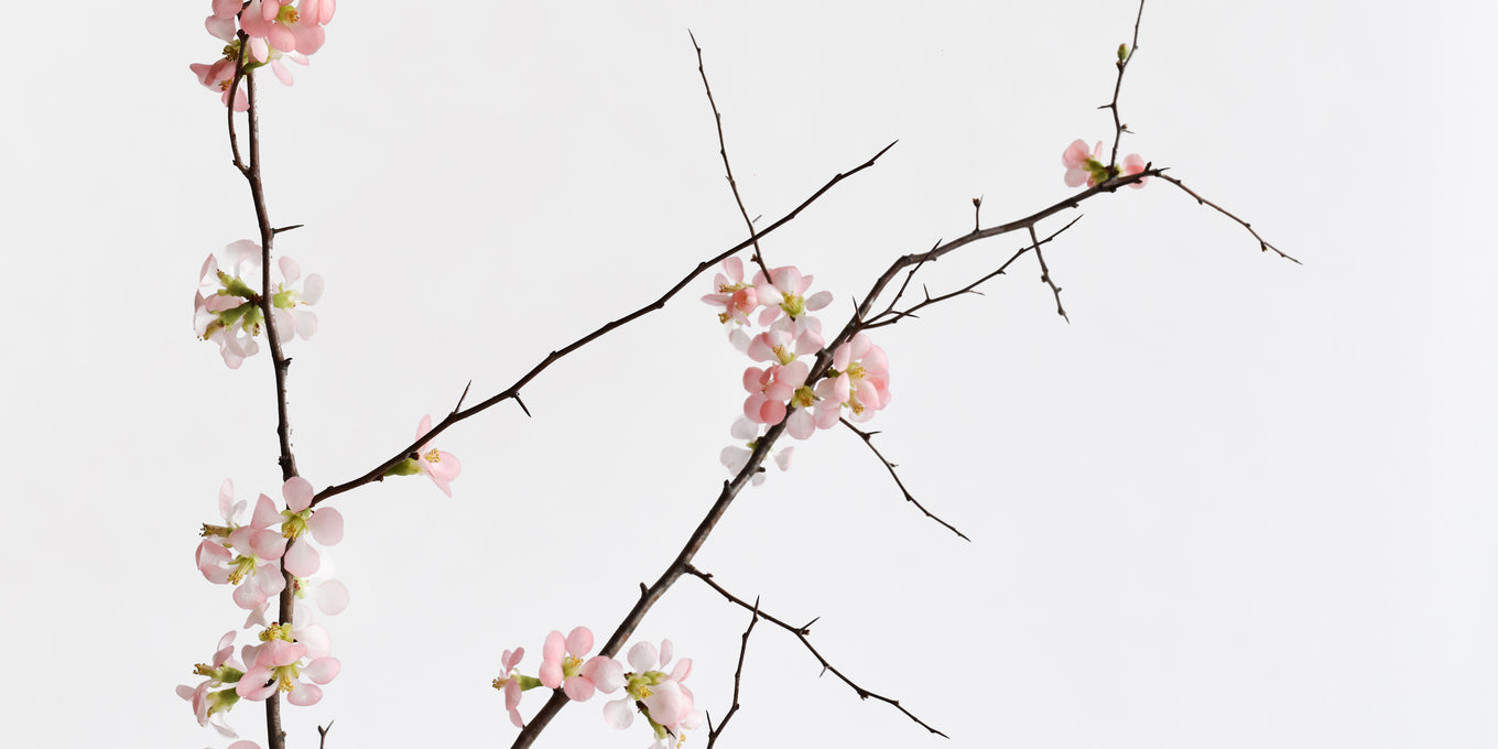 Flùr — Contemporary flowers, plants & decor for GTA delivery & pick up