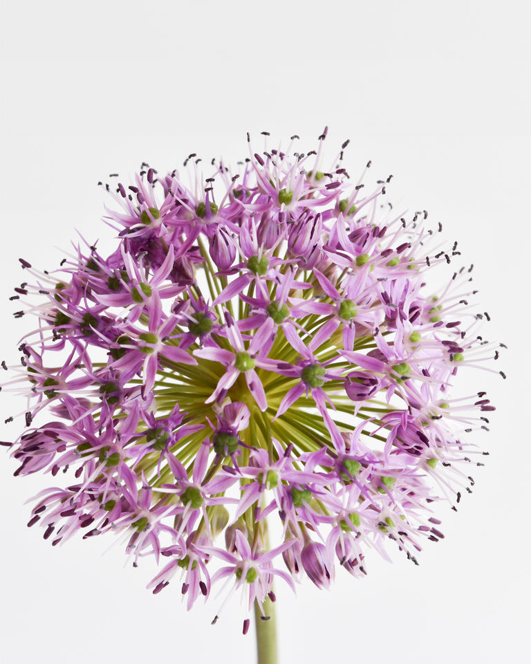 Fresh Flowers – Flùr